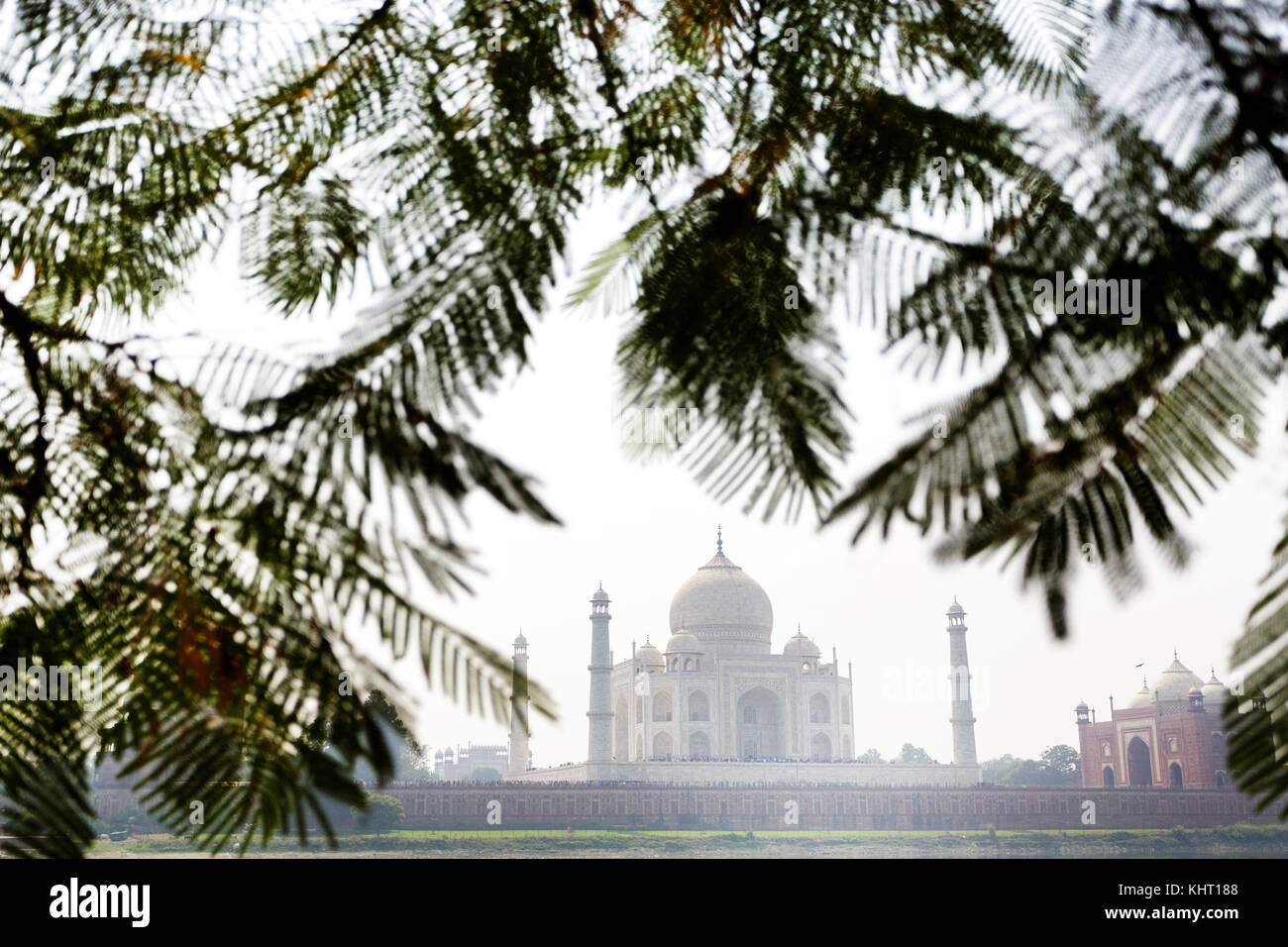 Taj Mahal photographed from a tree branch with leaves surrounding the ...