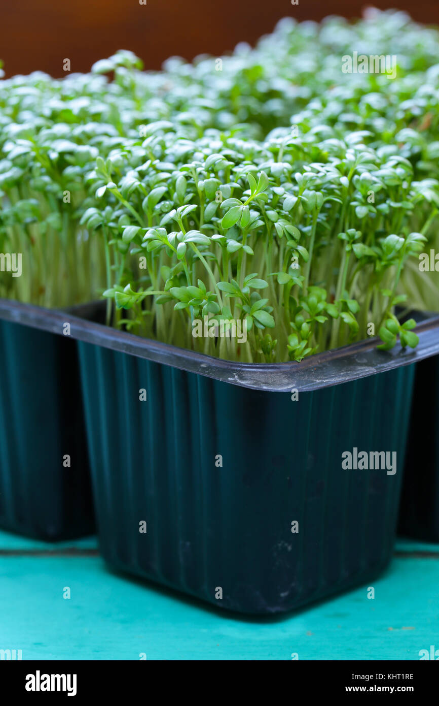 Fresh organic green cress salad Stock Photo - Alamy
