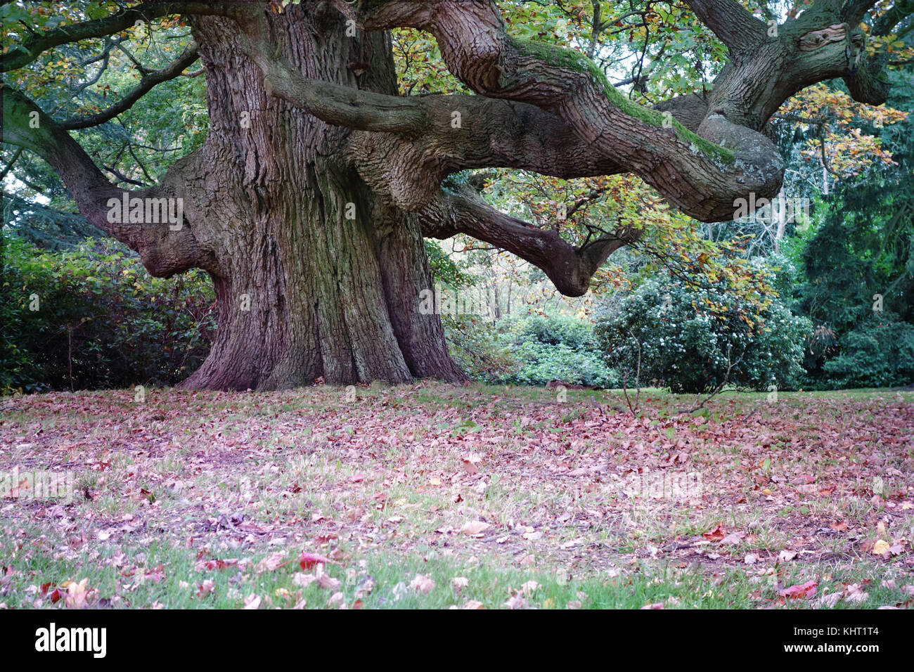 Huge Girth High Resolution Stock Photography and Images - Alamy