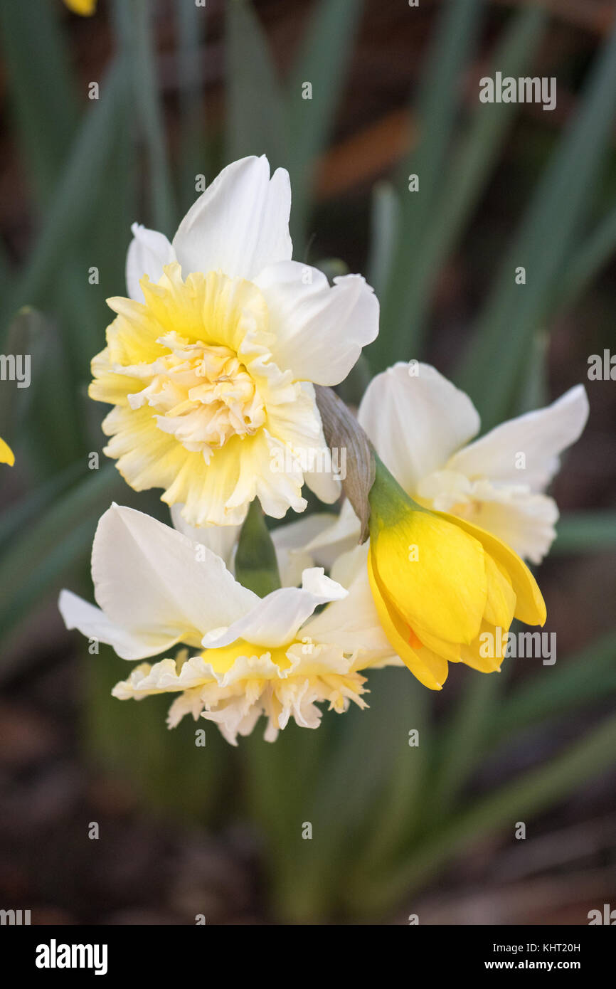 Leaves flowers bursting out hi-res stock photography and images - Alamy