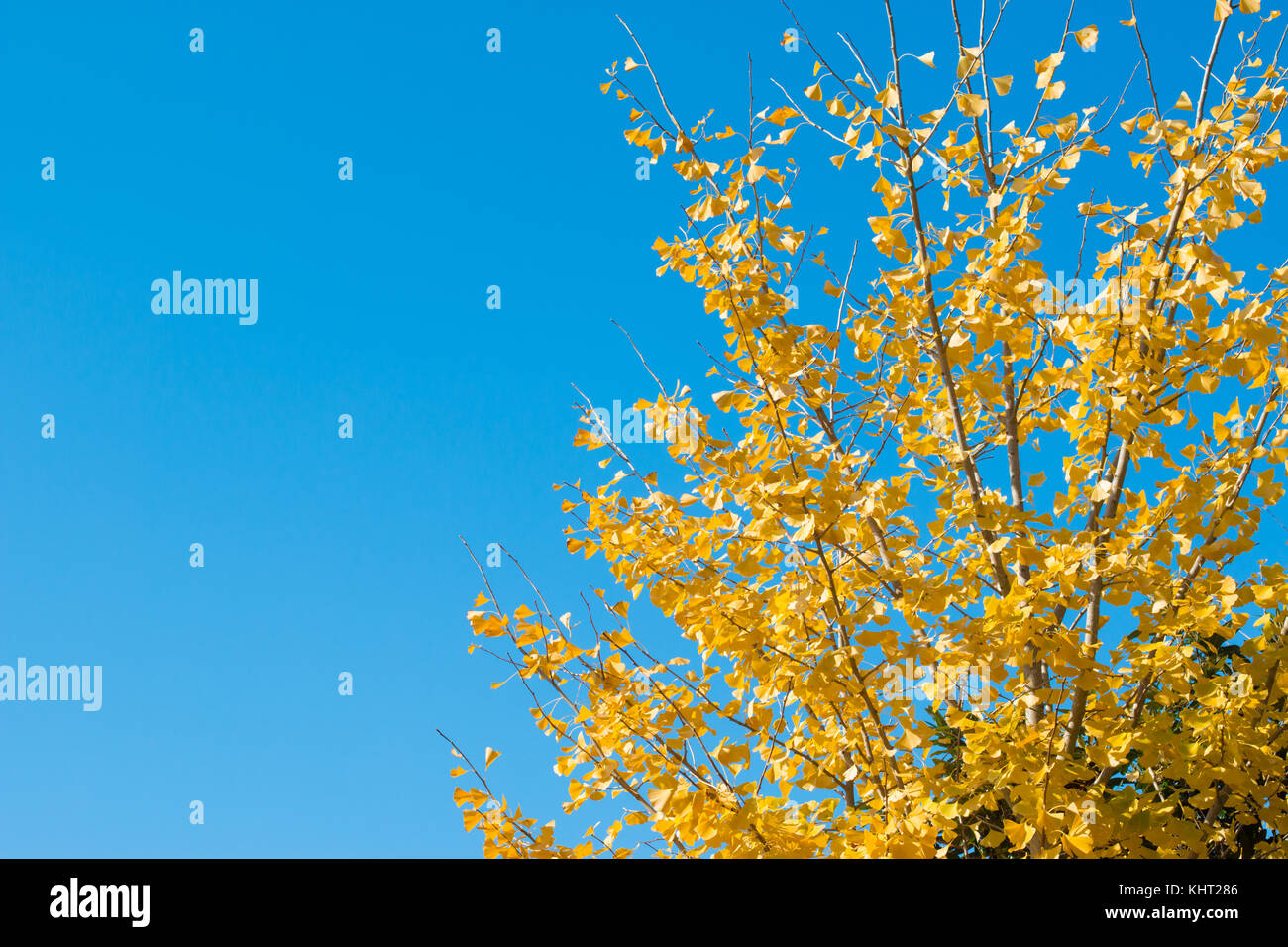 Ginkgo biloba; maidenhair tree Stock Photo - Alamy