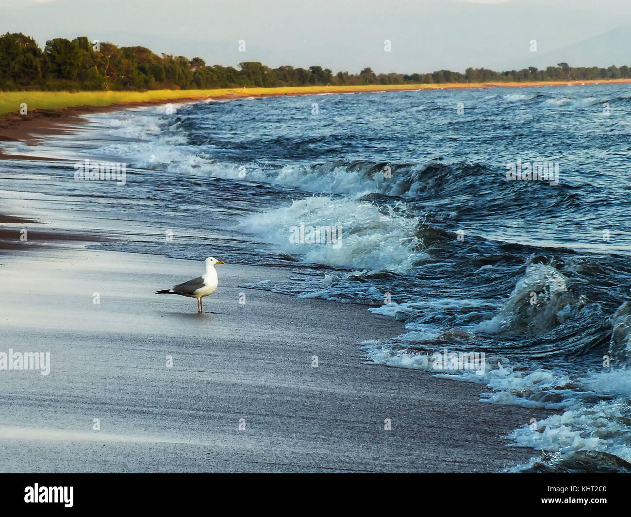 Seagull on the beach. Young seagull on the sandy beach Stock Photo - Alamy