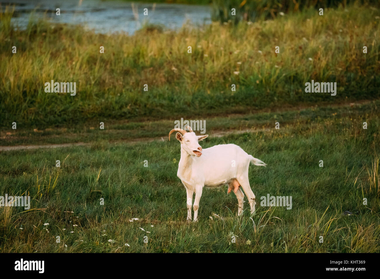 Bleating goat hi-res stock photography and images - Alamy
