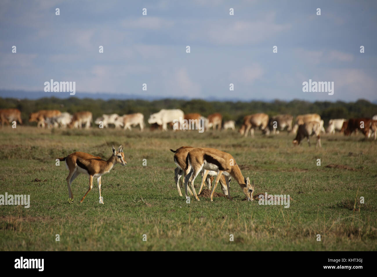 Kenya cow and gazelle hi-res stock photography and images - Alamy