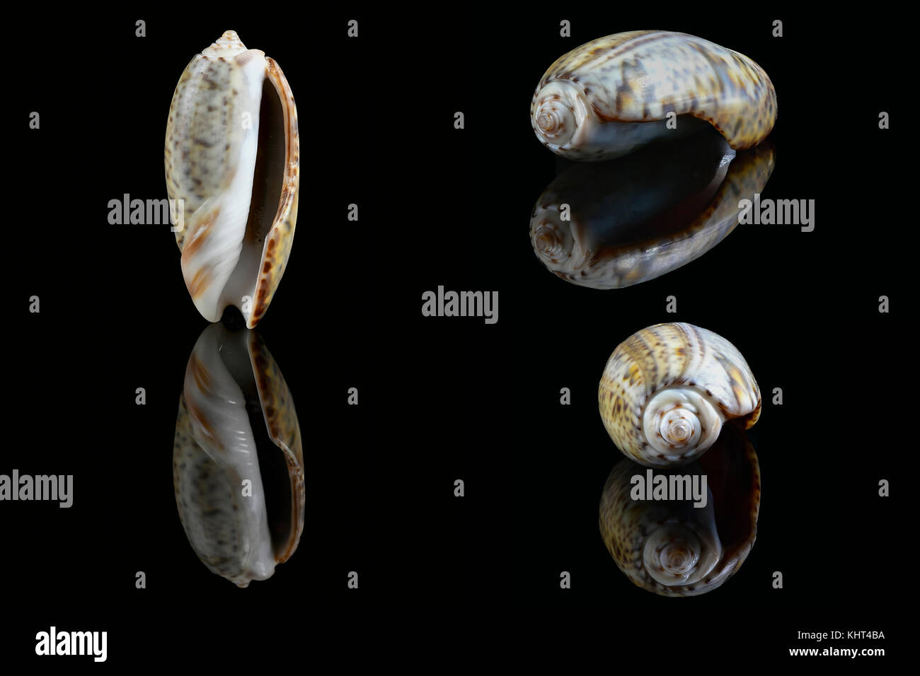 Cylindrical Shaped Shell High Resolution Stock Photography and Images ...