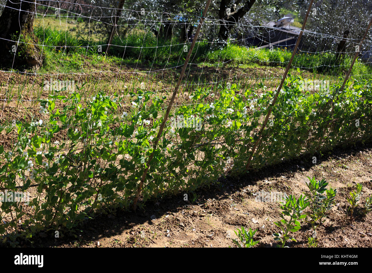 Green Field peas Stock Photo - Alamy