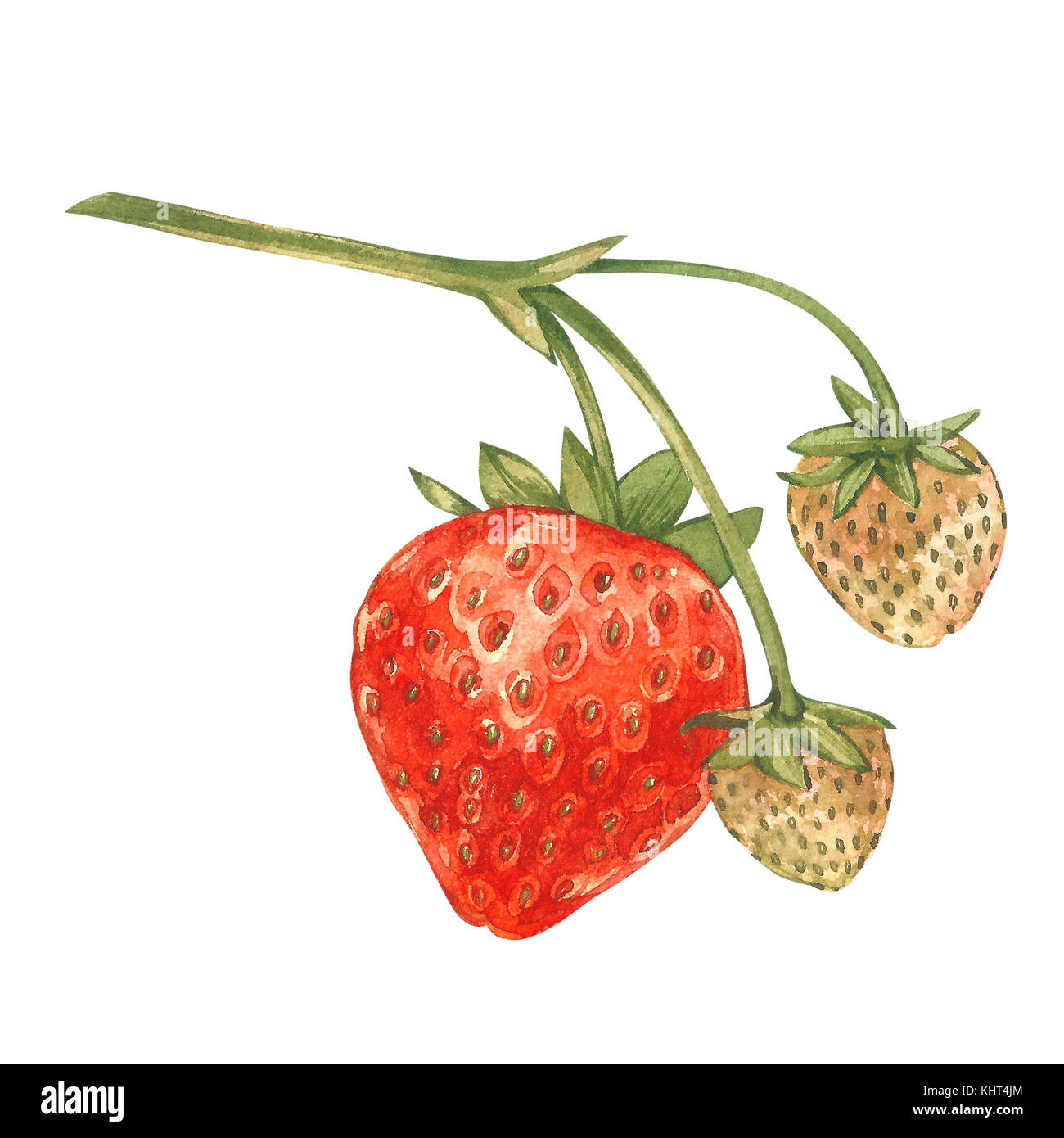 Red berry strawberry isolated on white background. Hand drawn ...