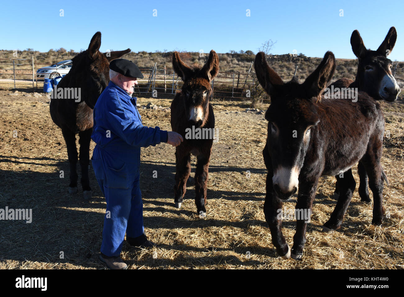 Fuentelfresno, Spain. 18th Nov, 2017. Tasio pictured with his donkeys ...