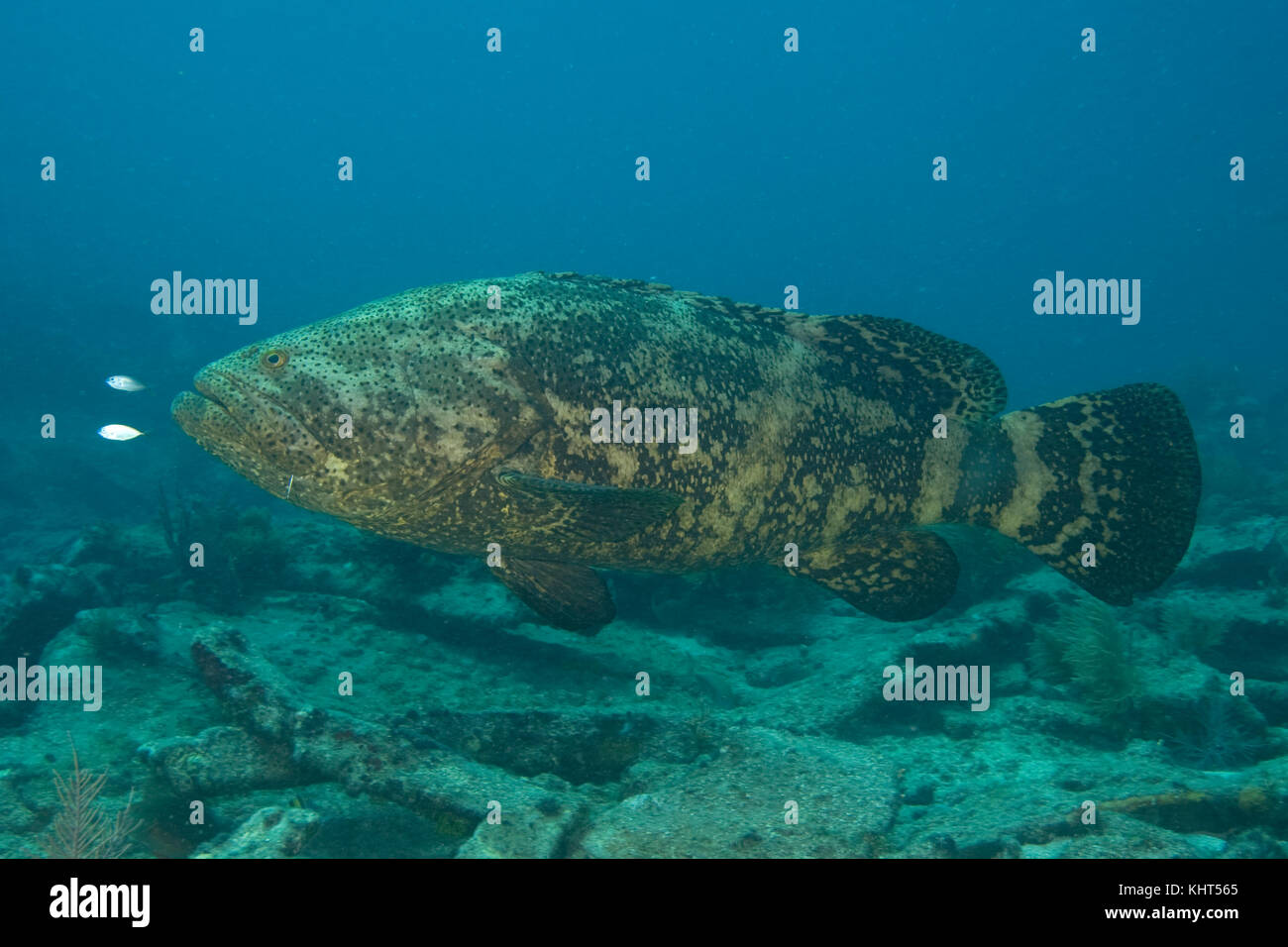 Goliath grouper epinephelus itajara hi-res stock photography and images ...