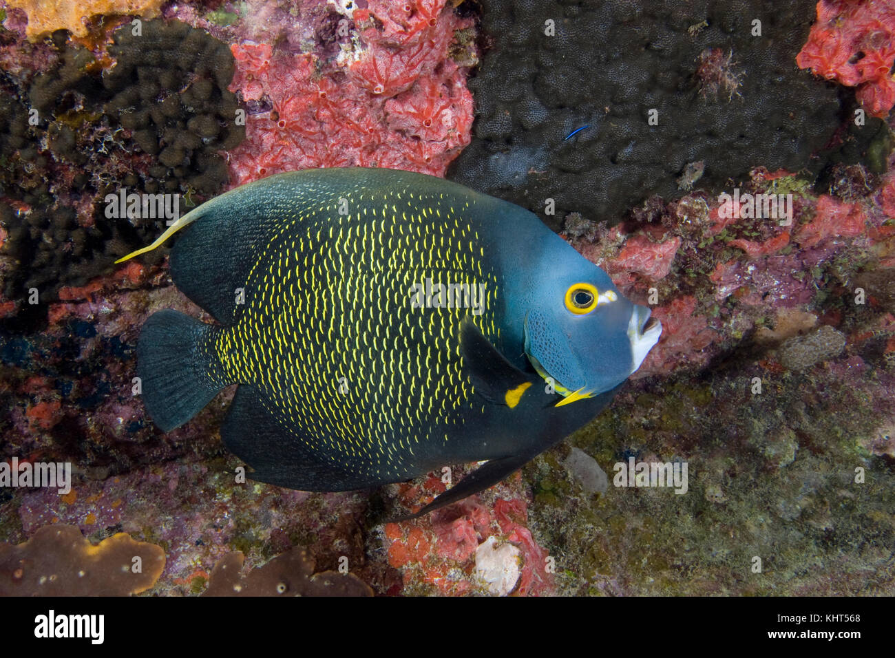 French Angelfish, Pomacanthus paru, Florida Keys National Marine ...