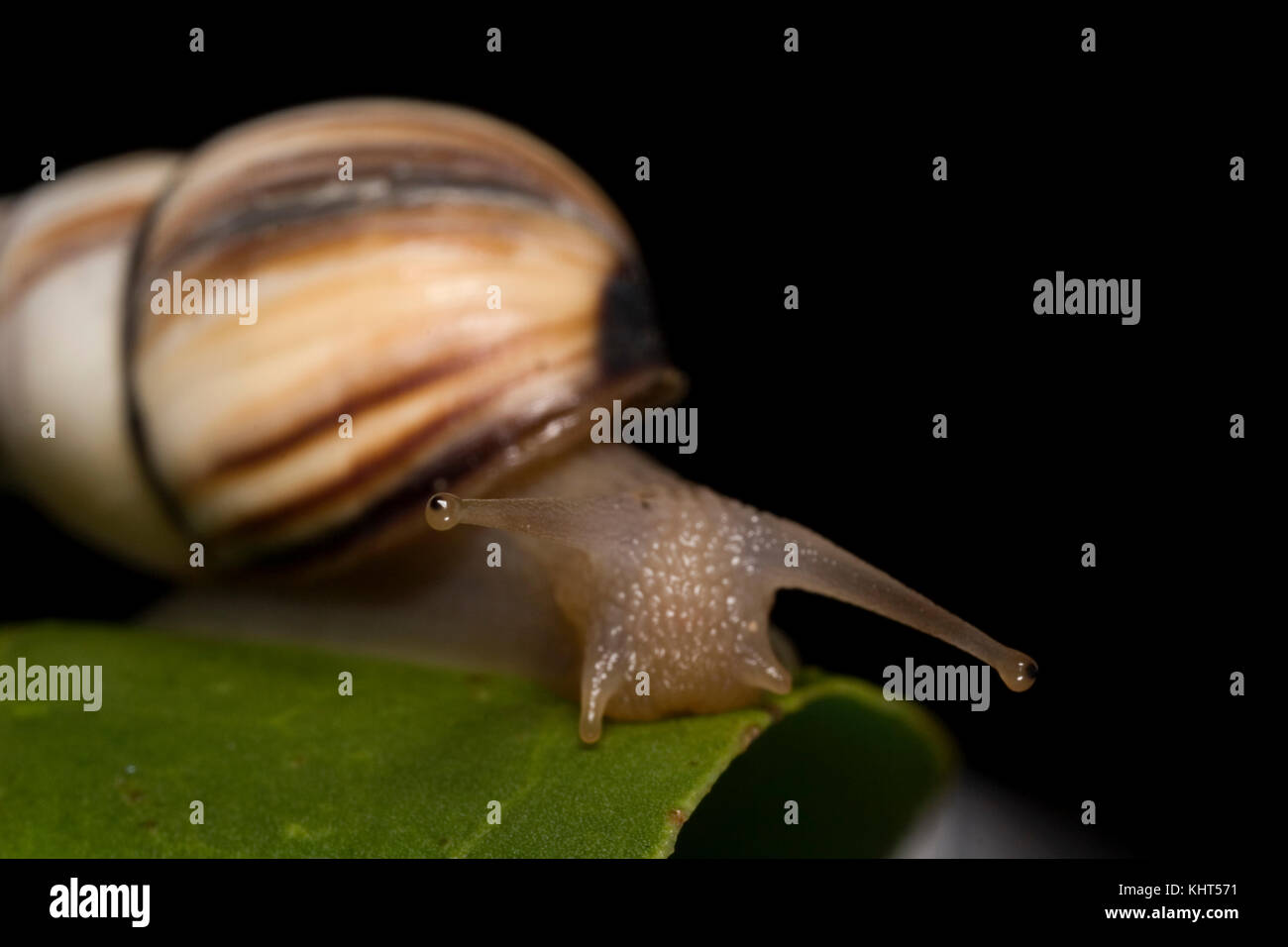 Molluscs eyes hi-res stock photography and images - Alamy