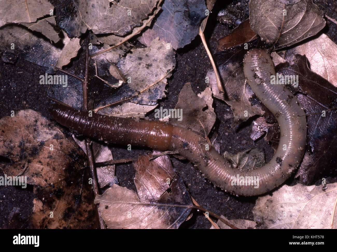 Lumbricus annelida oligochaeta hi-res stock photography and images - Alamy