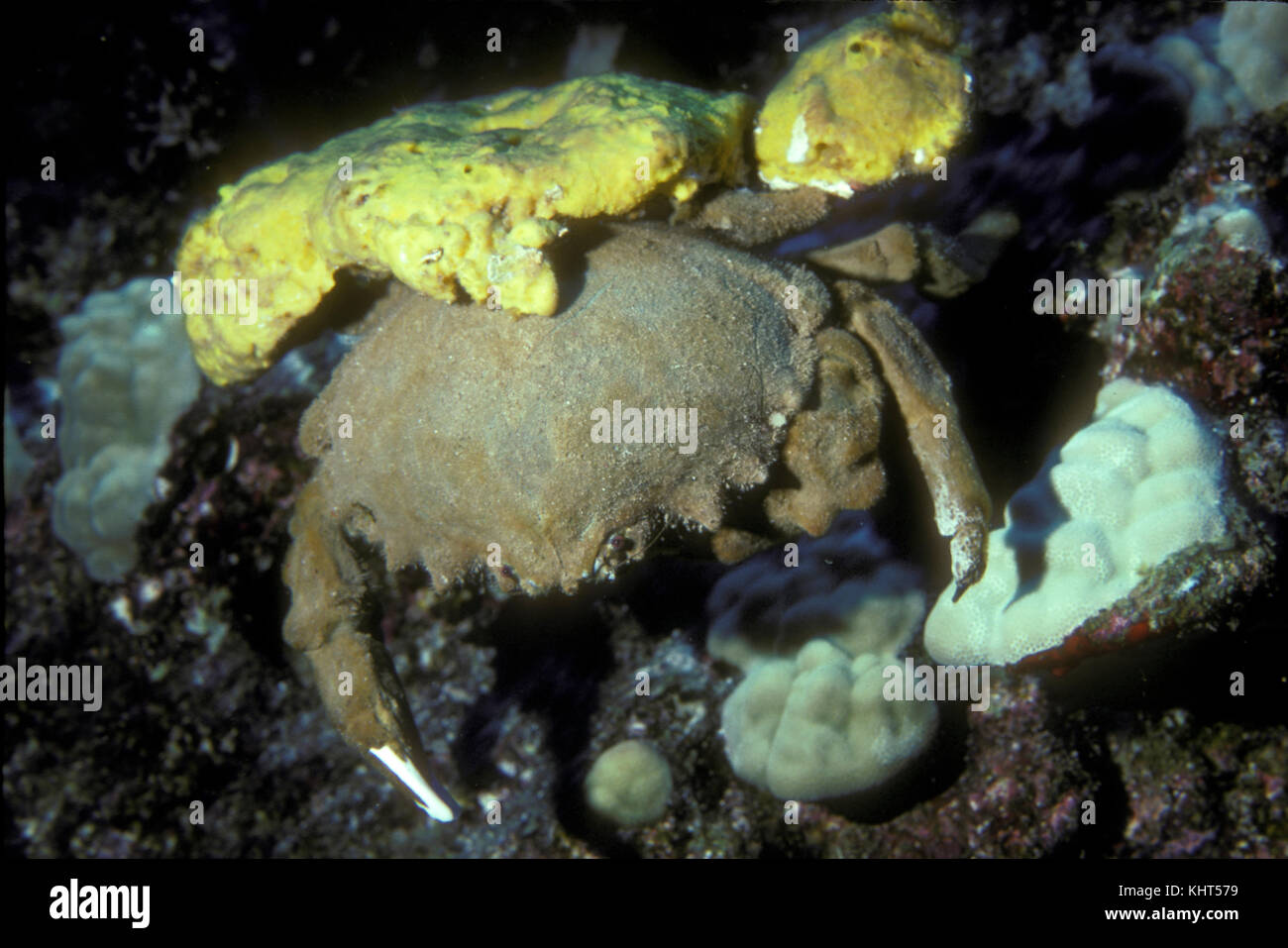 Sponge Crab High Resolution Stock Photography and Images - Alamy