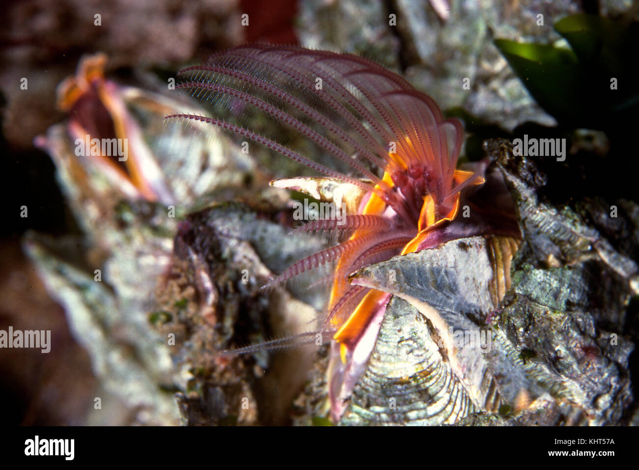 Barnacle plankton hi-res stock photography and images - Alamy