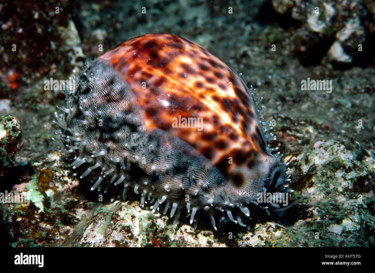Tiger Cowry, Cypraea tigris, Hawaii Stock Photo - Alamy