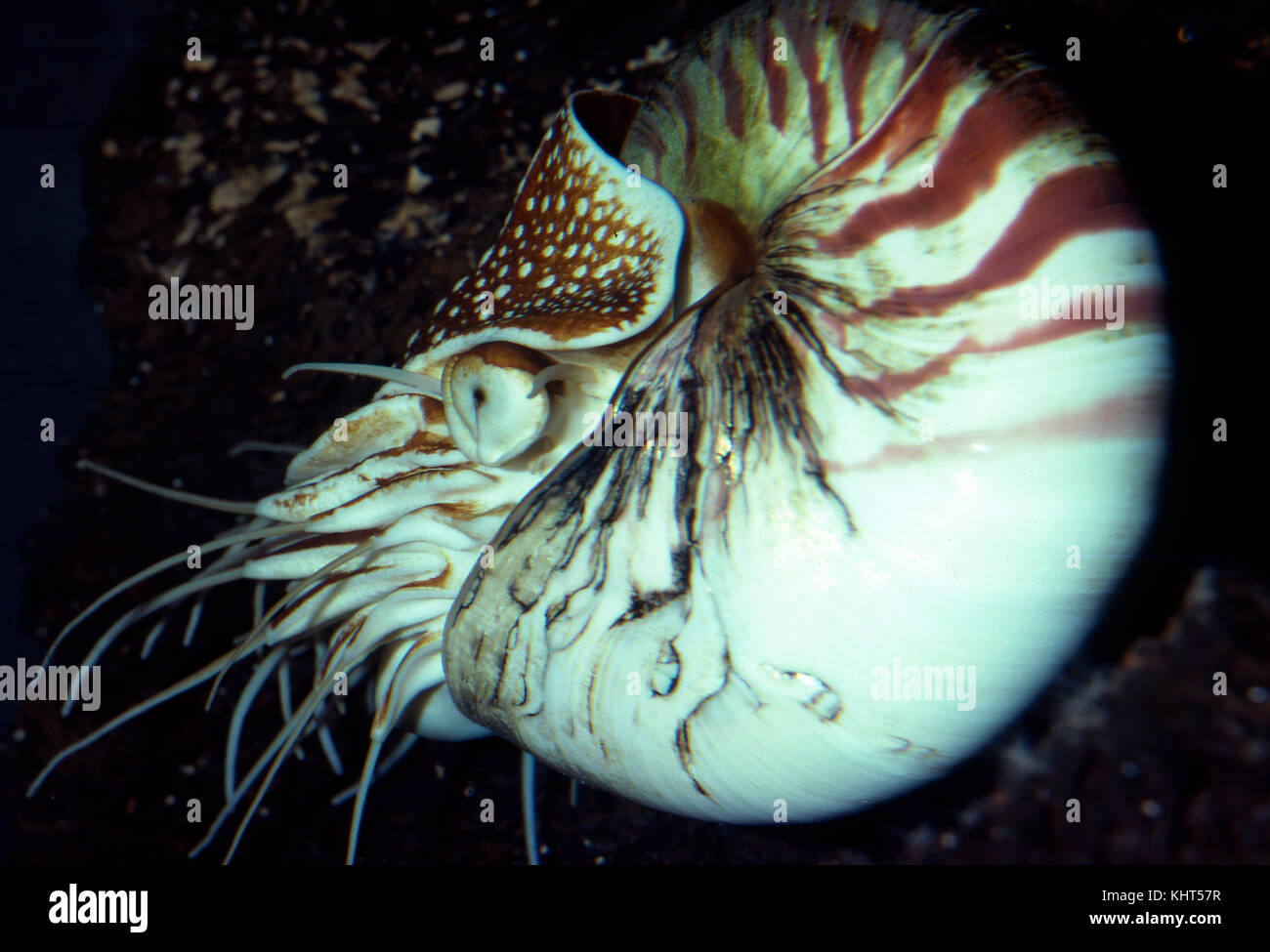 Chambered Nautilus, Nautilus pompilius Stock Photo - Alamy
