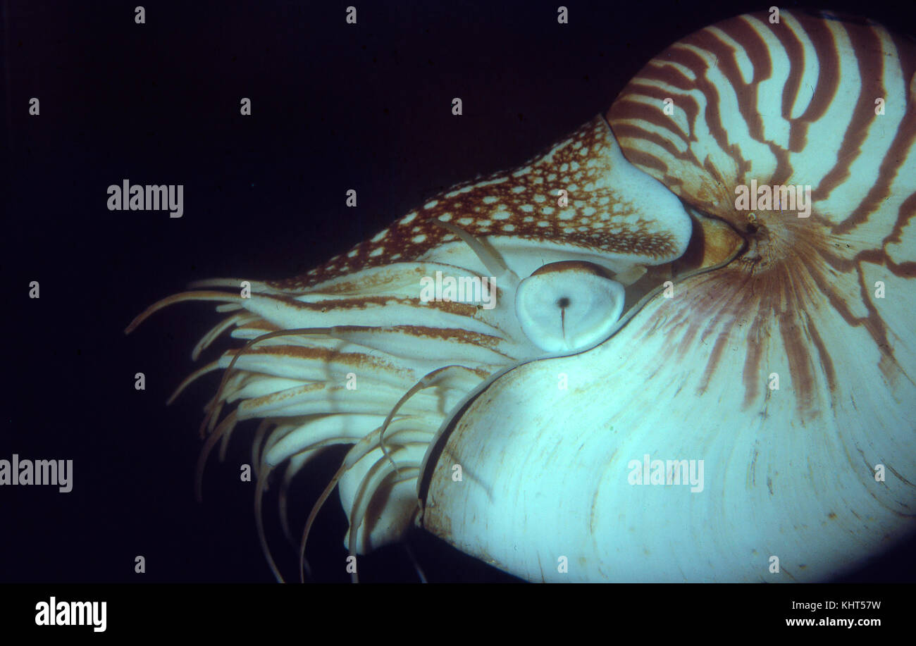 Chambered Nautilus, Nautilus pompilius Stock Photo - Alamy