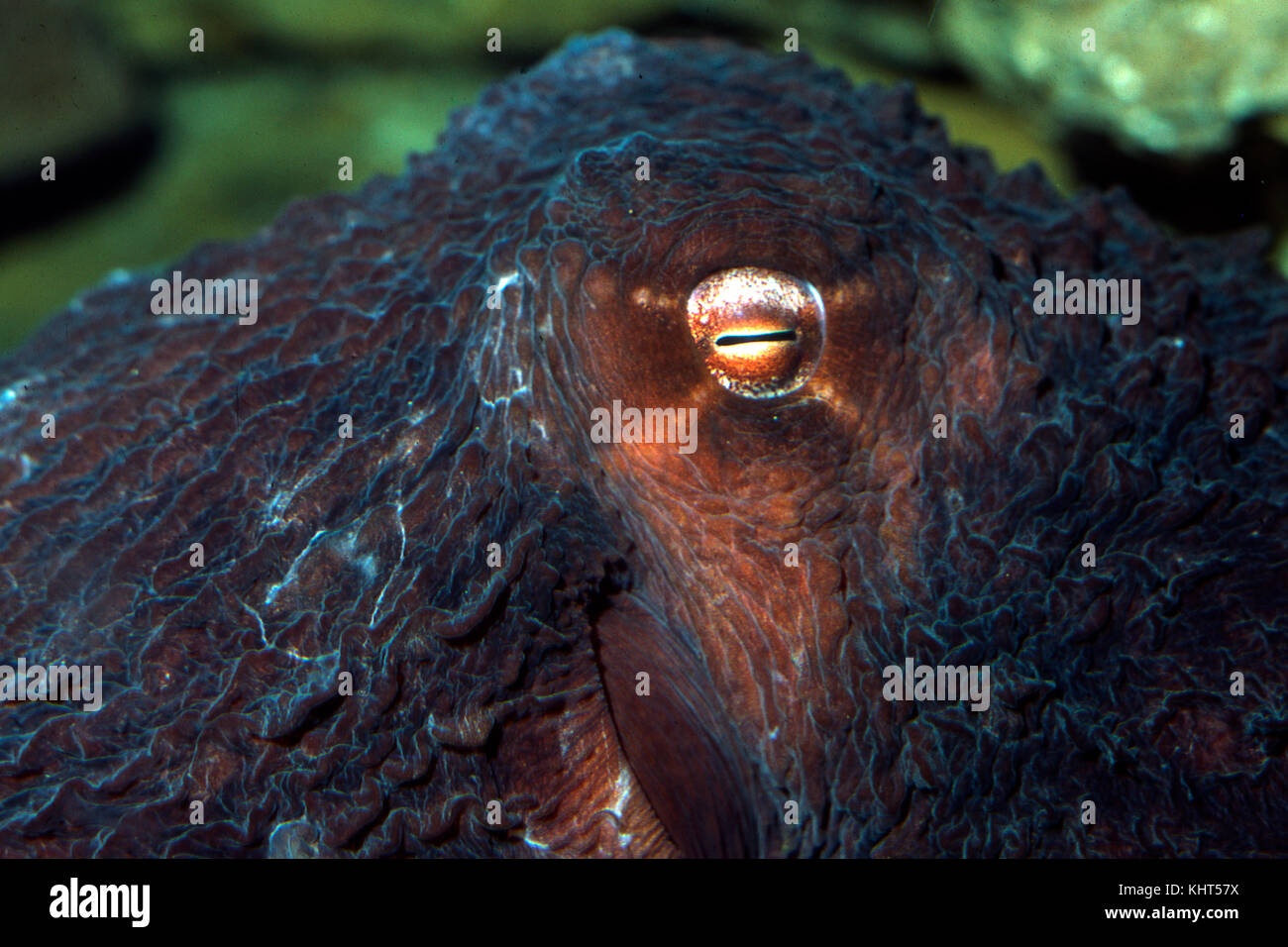 Octopus eye hi-res stock photography and images - Alamy