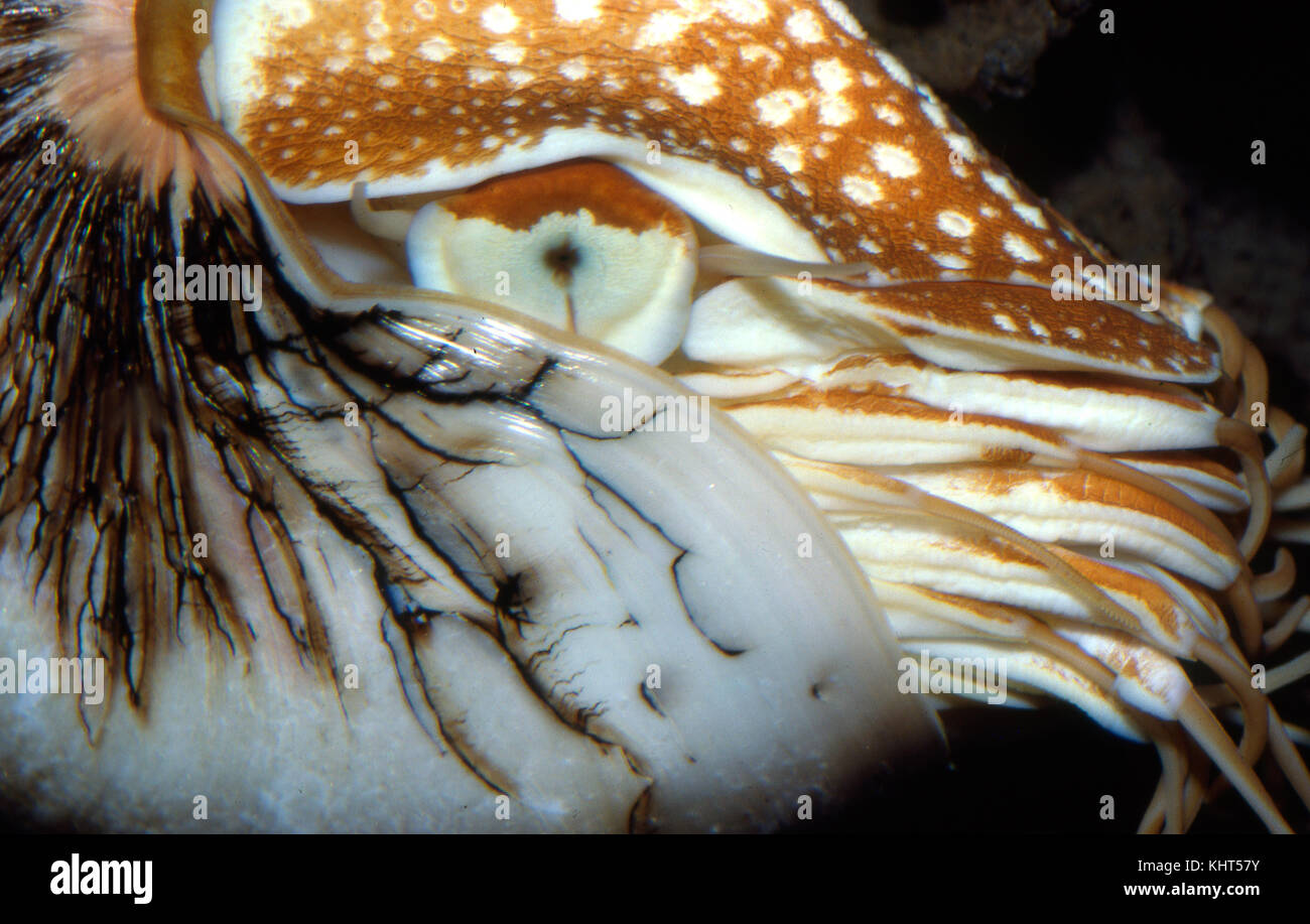 Chambered Nautilus, Nautilus pompilius Stock Photo - Alamy