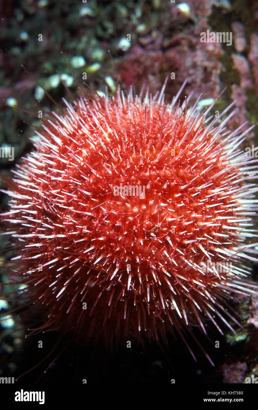 Esculentus sea urchin hi-res stock photography and images - Alamy