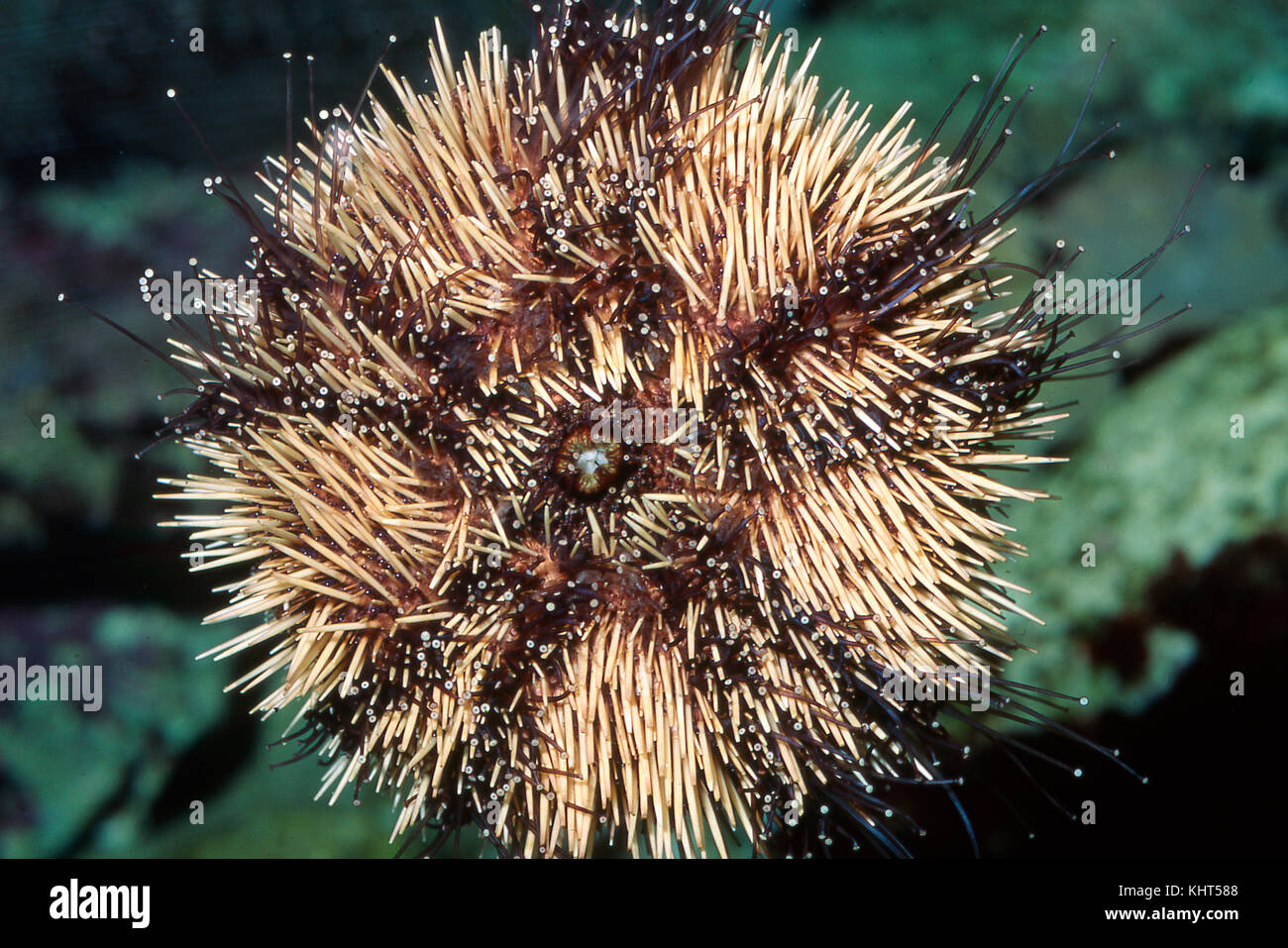 Sea Urchin Tube Feet