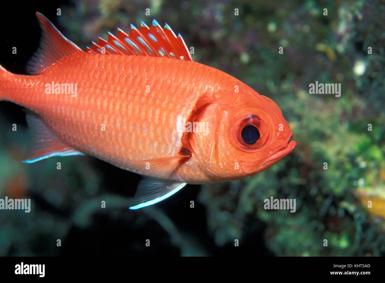 Blackbar soldierfish hi-res stock photography and images - Alamy