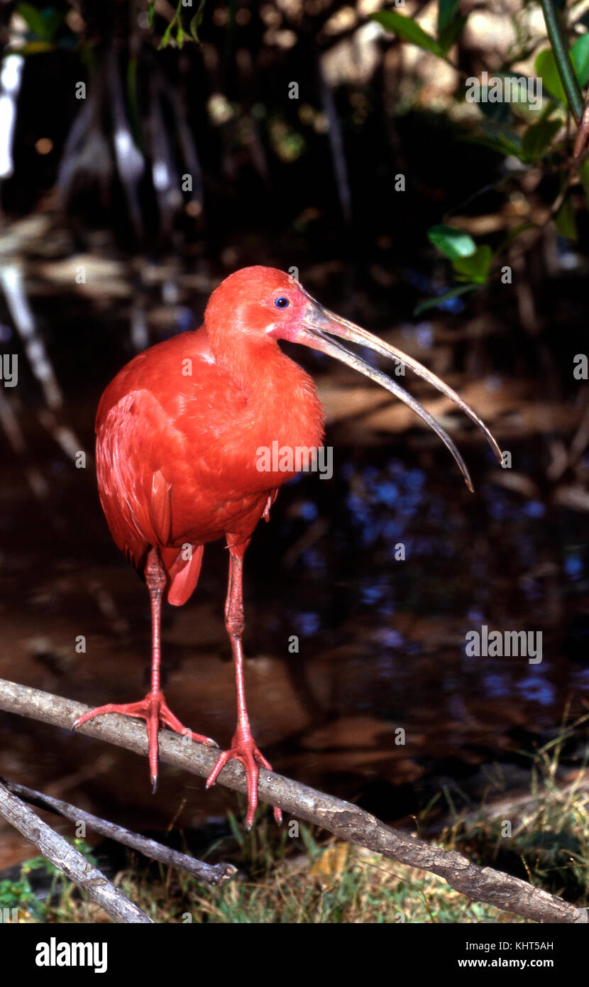 Scarlet Ibis, Eudocimus ruber Stock Photo - Alamy