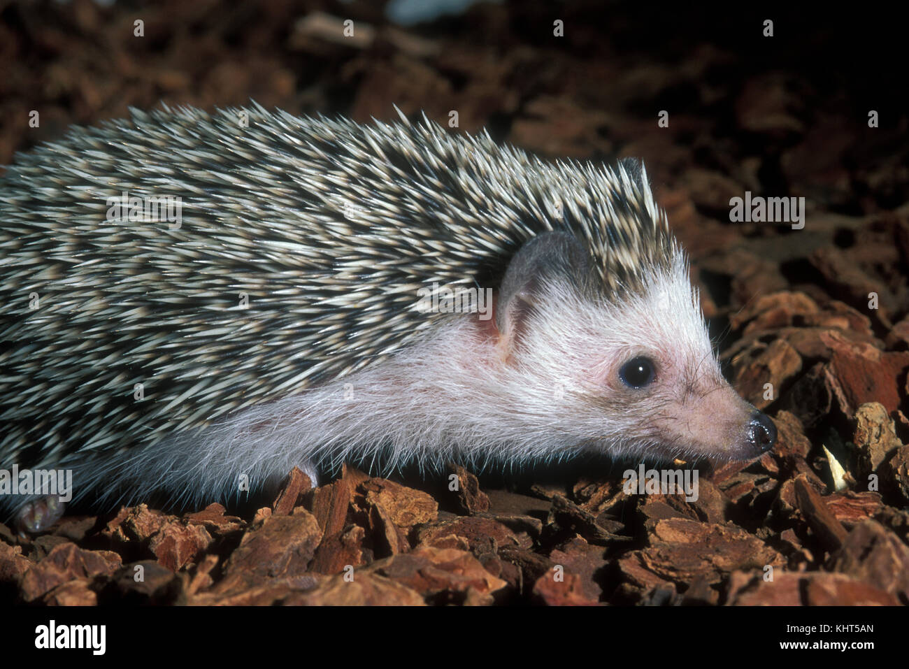 African Pygmy Hedgehog Stock Photo - Alamy
