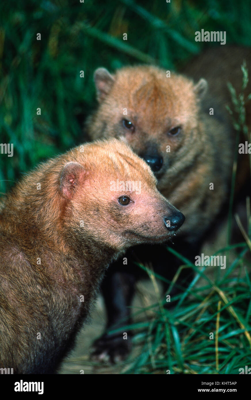 Bush Dog, South America Stock Photo - Alamy