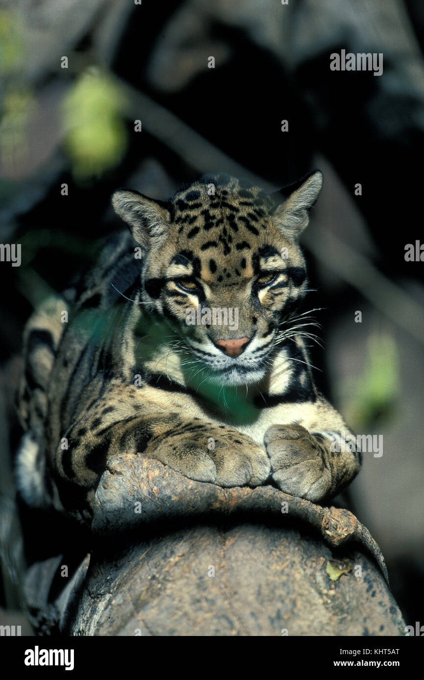 Clouded leopard hi-res stock photography and images - Alamy