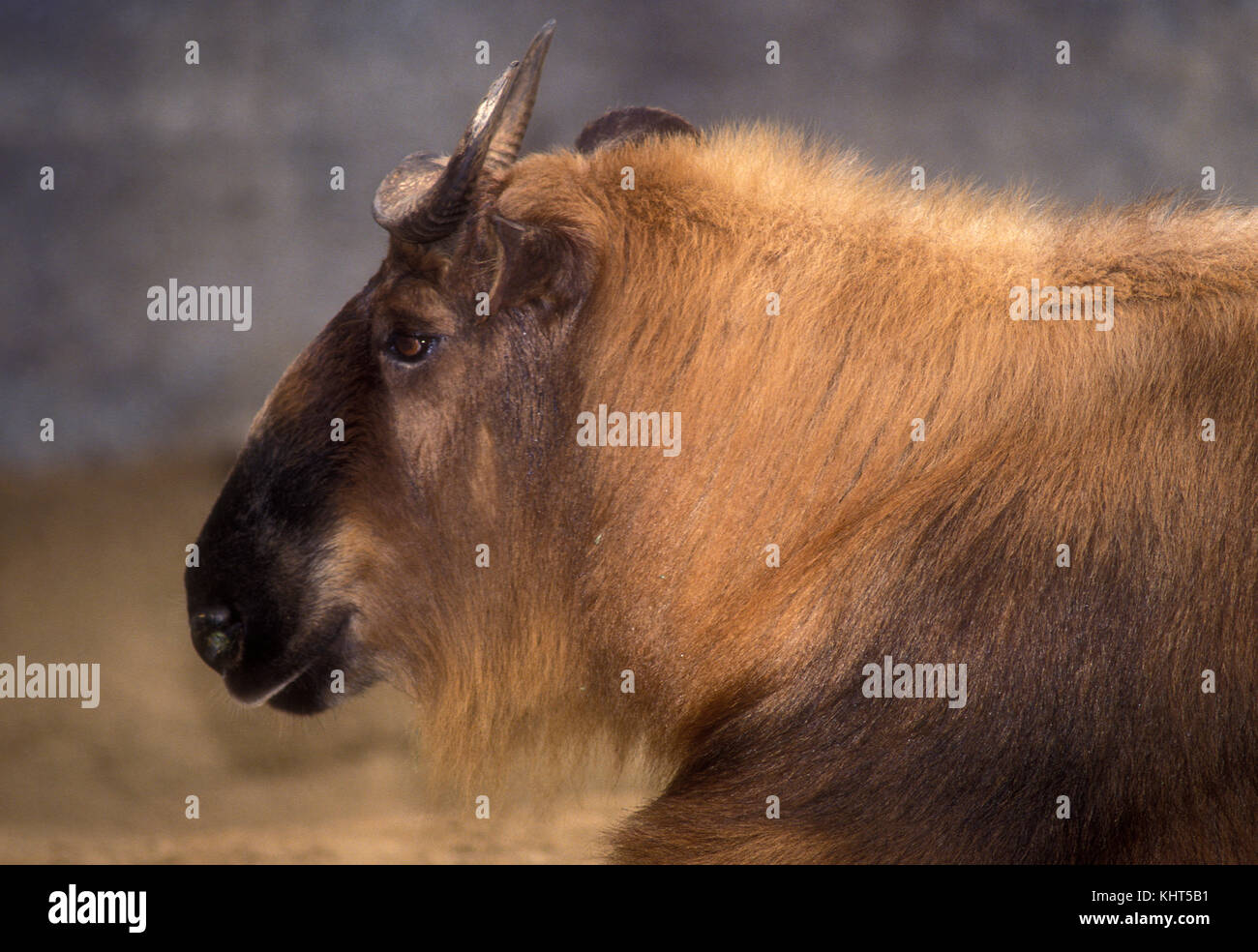 Takin budorcas taxicolor hi-res stock photography and images - Alamy