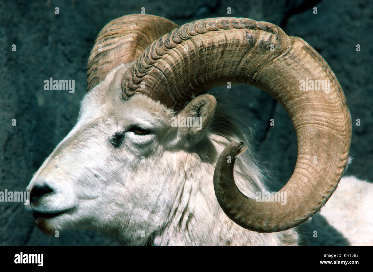 Dall Sheep ram Stock Photo - Alamy