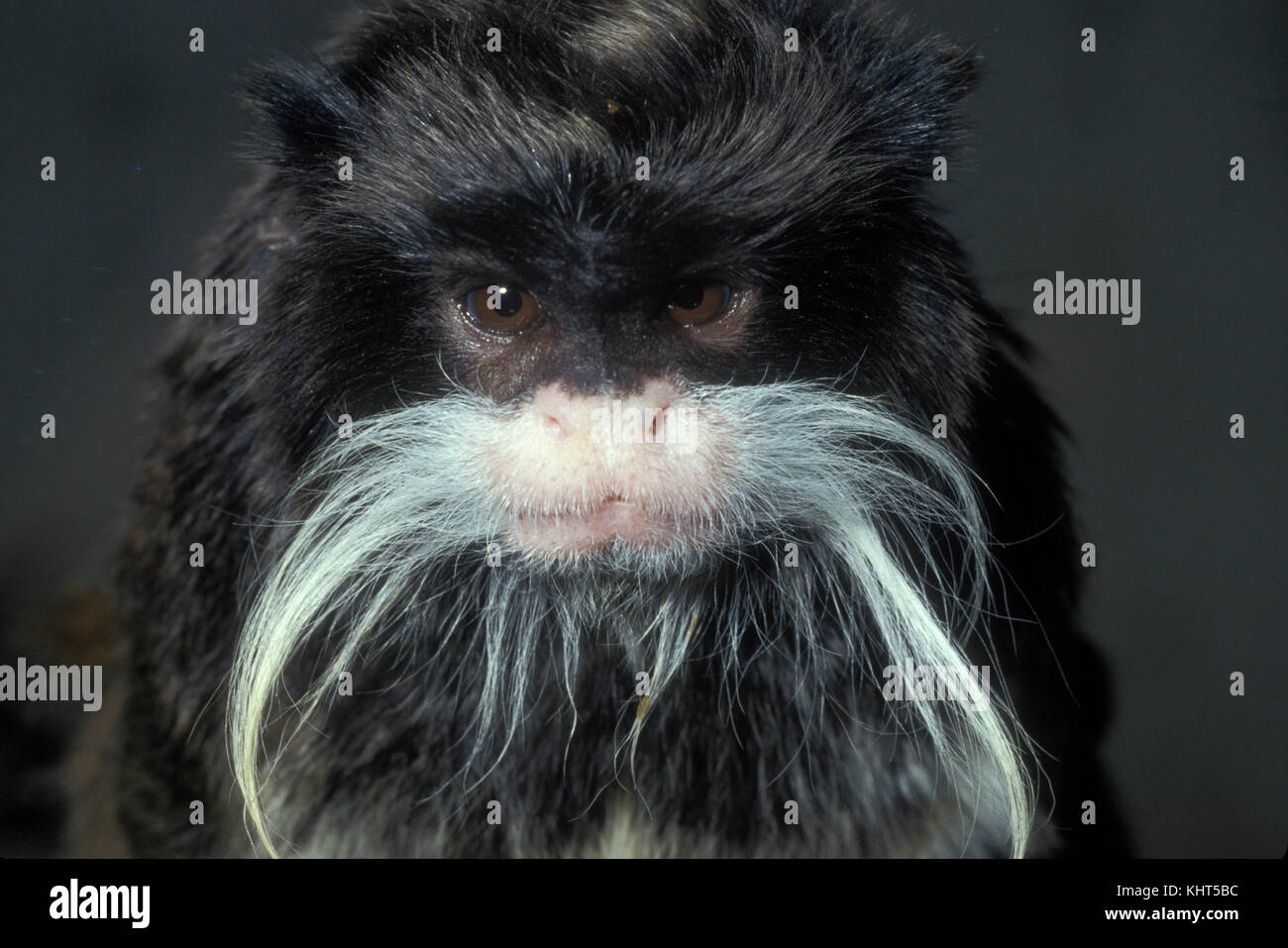 Emperor Tamarin, Saguinus imperator, Amazon basin Stock Photo - Alamy