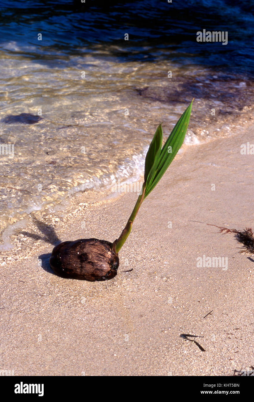 Sprouting coconut on a beach Stock Photo - Alamy