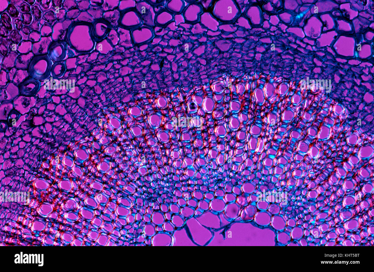 Flax, stem, cross section, magnified 100X Stock Photo - Alamy