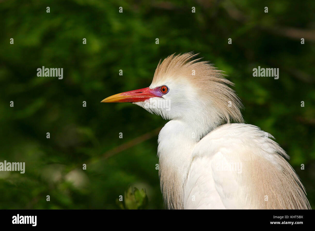 Cattle Egret in Breeding Plumage Stock Photo - Alamy