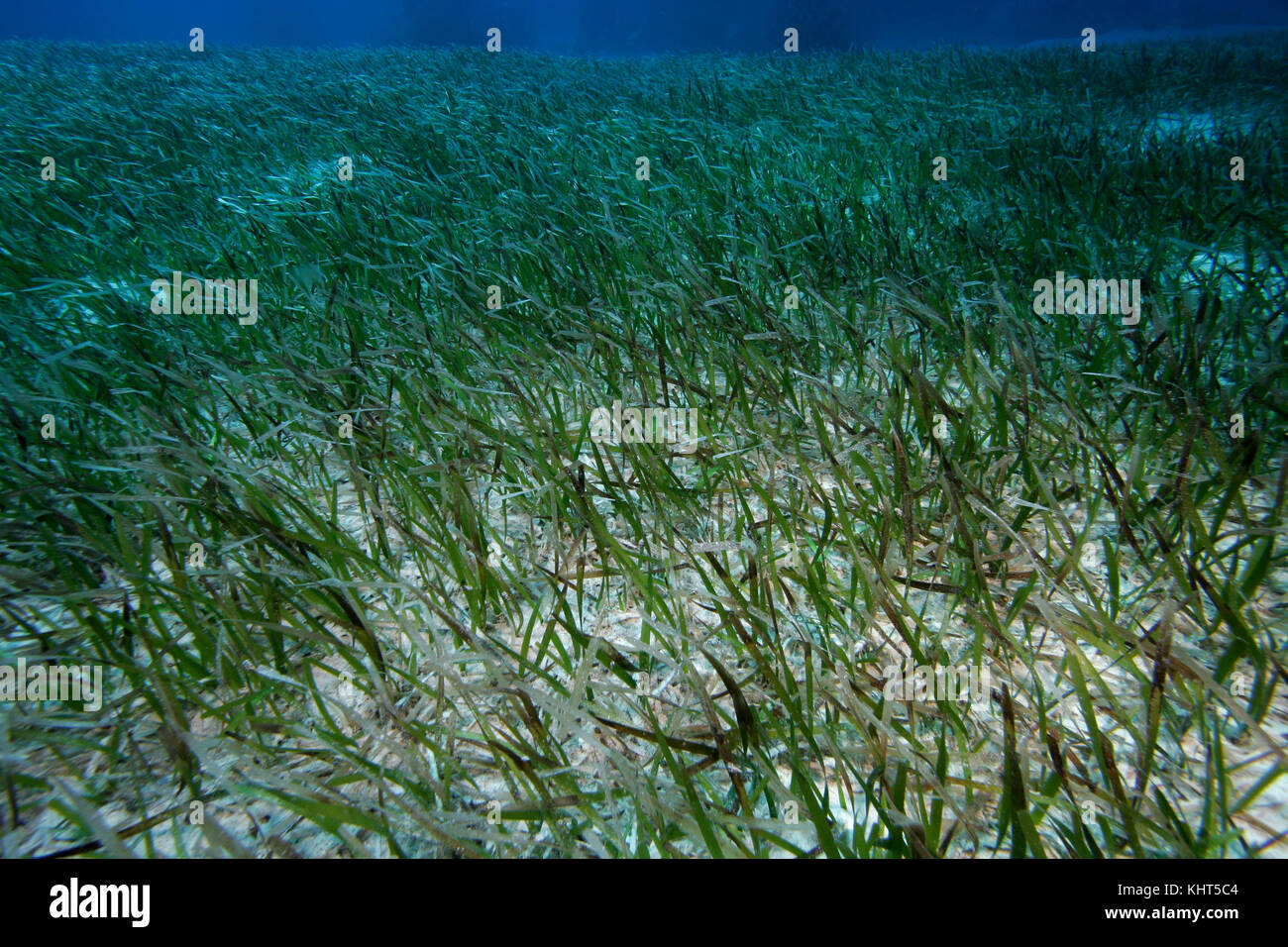 Turtle Grass, Thalassia testudinum Stock Photo - Alamy