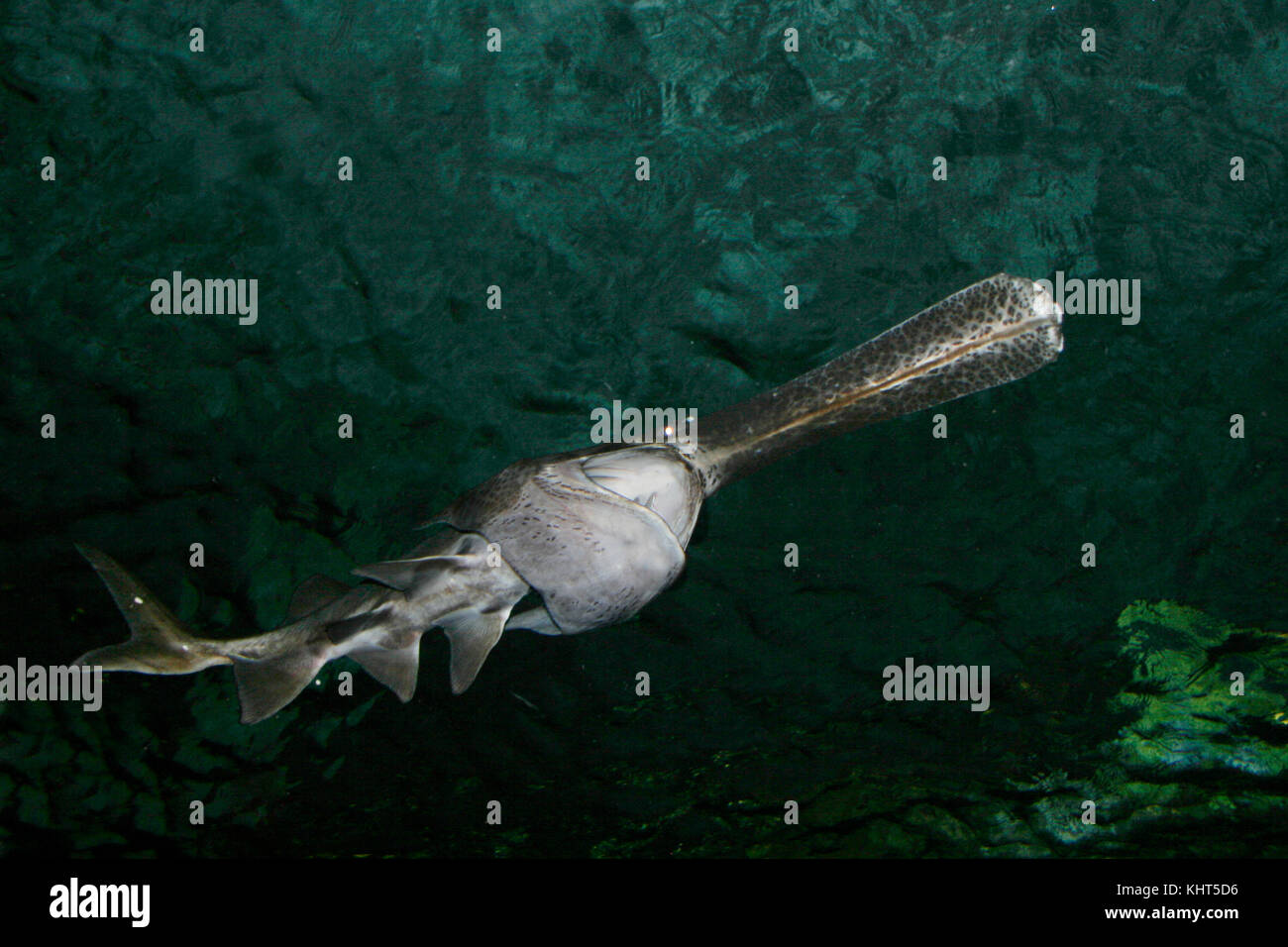 Paddlefish, Polyodon spathula Stock Photo - Alamy