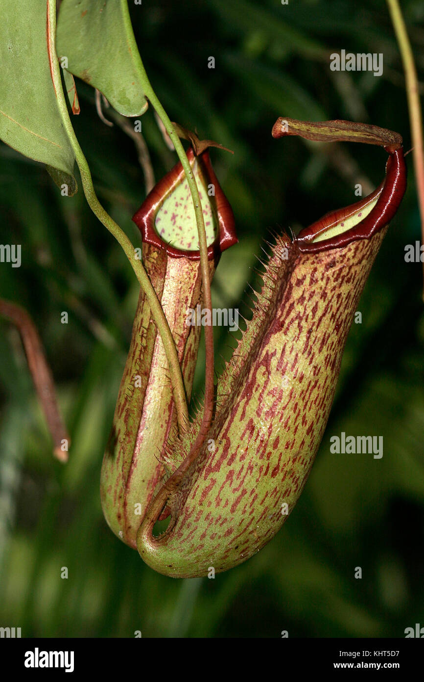 Flypaper plant hi-res stock photography and images - Alamy