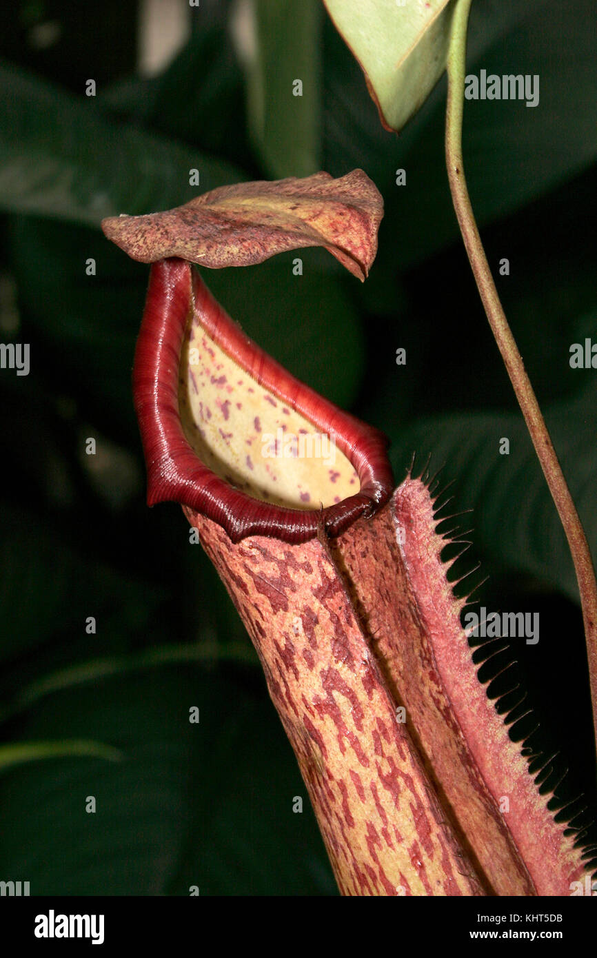 Flypaper plant hi-res stock photography and images - Alamy