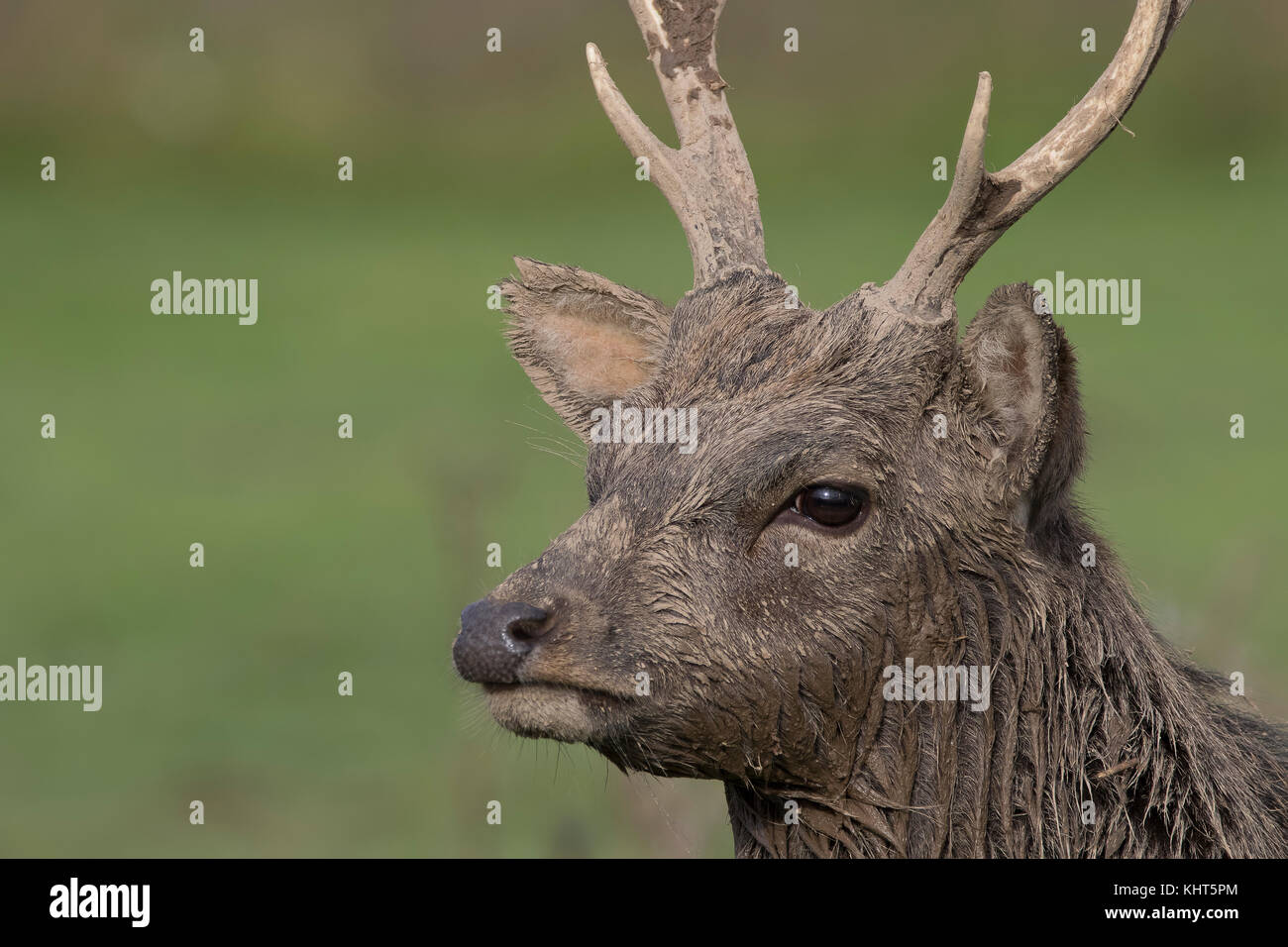 sitka deer, Odocoileus hemionus sitkensis, captive, close up portrait ...
