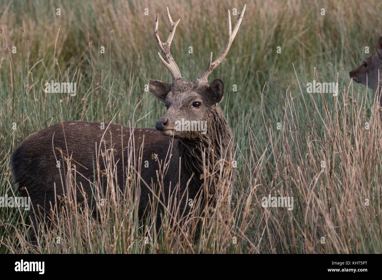 sitka deer, Odocoileus hemionus sitkensis, captive, close up portrait ...