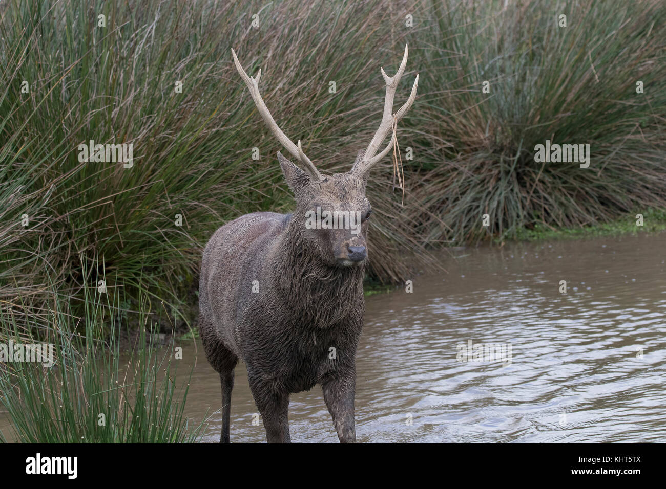 sitka deer, Odocoileus hemionus sitkensis, captive, close up portrait ...