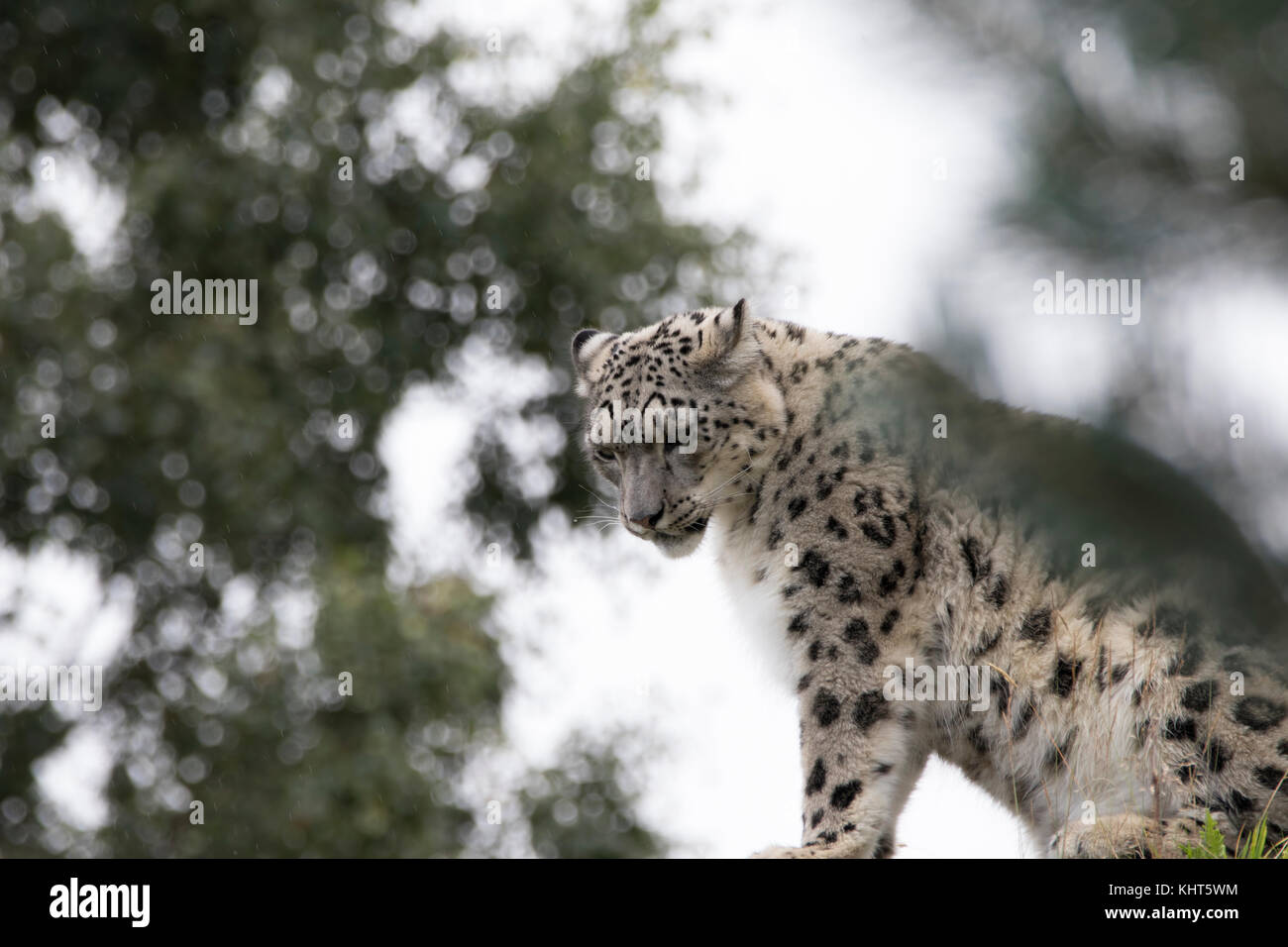 snow leopard, Panthera uncia, captive, close up portraits with facial ...