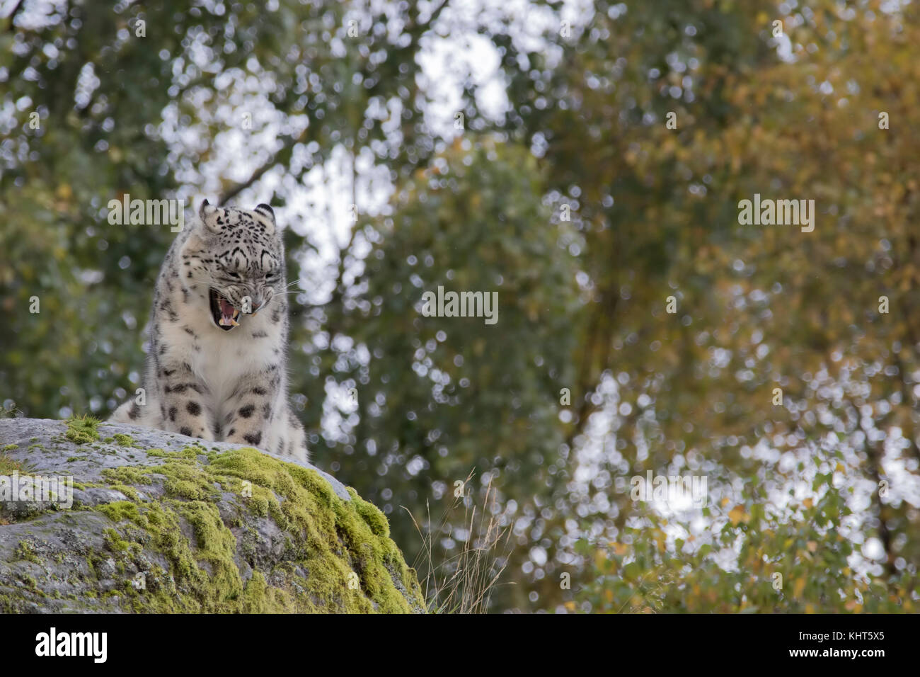 snow leopard, Panthera uncia, captive, close up portraits with facial ...