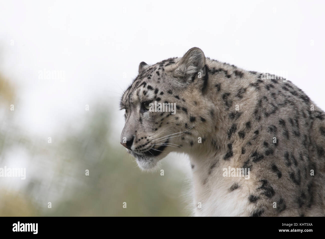 snow leopard, Panthera uncia, captive, close up portraits with facial ...