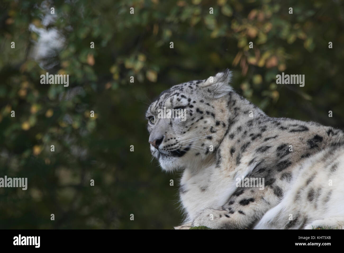 snow leopard, Panthera uncia, captive, close up portraits with facial ...