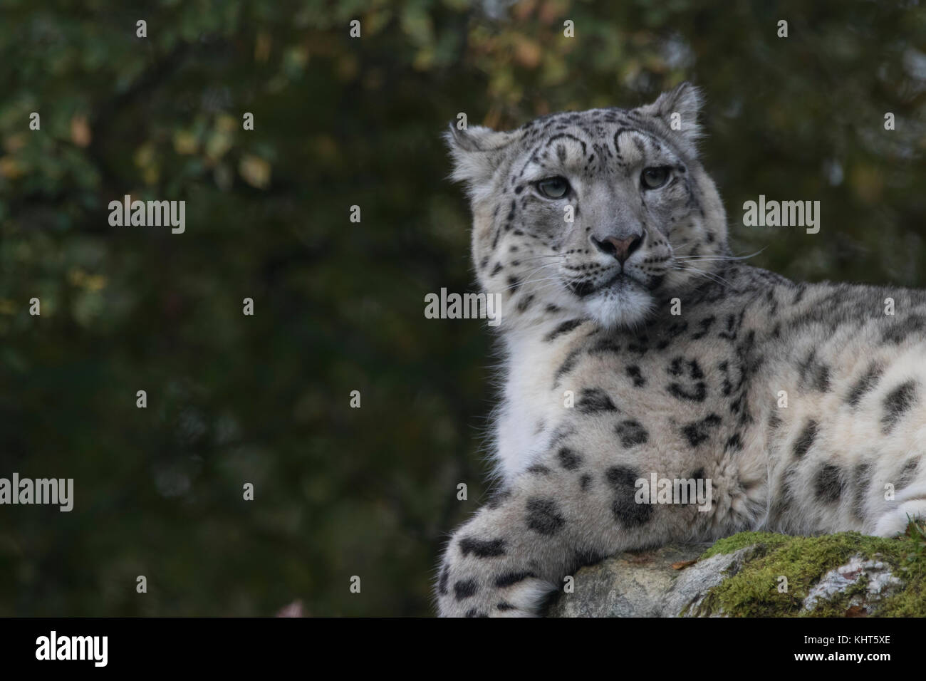 snow leopard, Panthera uncia, captive, close up portraits with facial ...