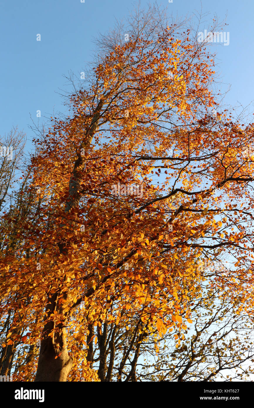 Curvy tree trunk with leaves hi-res stock photography and images - Alamy