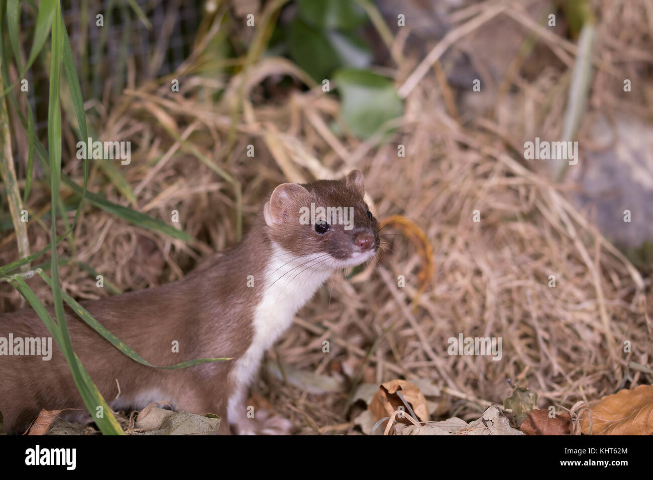 stoat, Mustela erminea, captive, close up portrait amongst dry grass ...